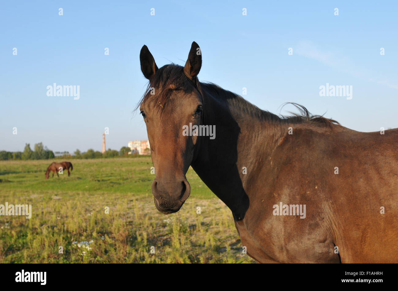 Horse portrait in green field Stock Photo - Alamy