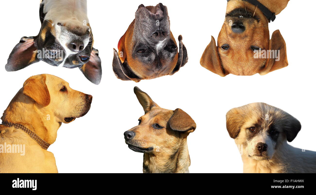 collection of cute dog portraits isolated over white background Stock ...