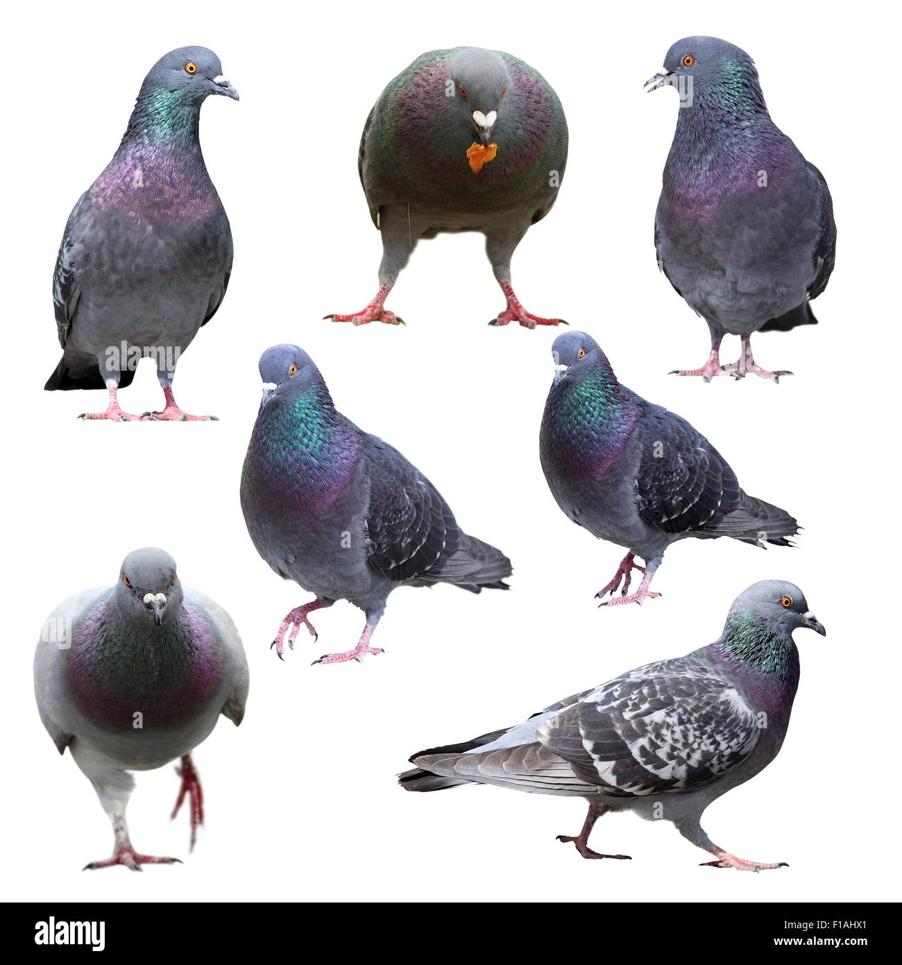 collection of pigeons in different positions, isolation over white ...