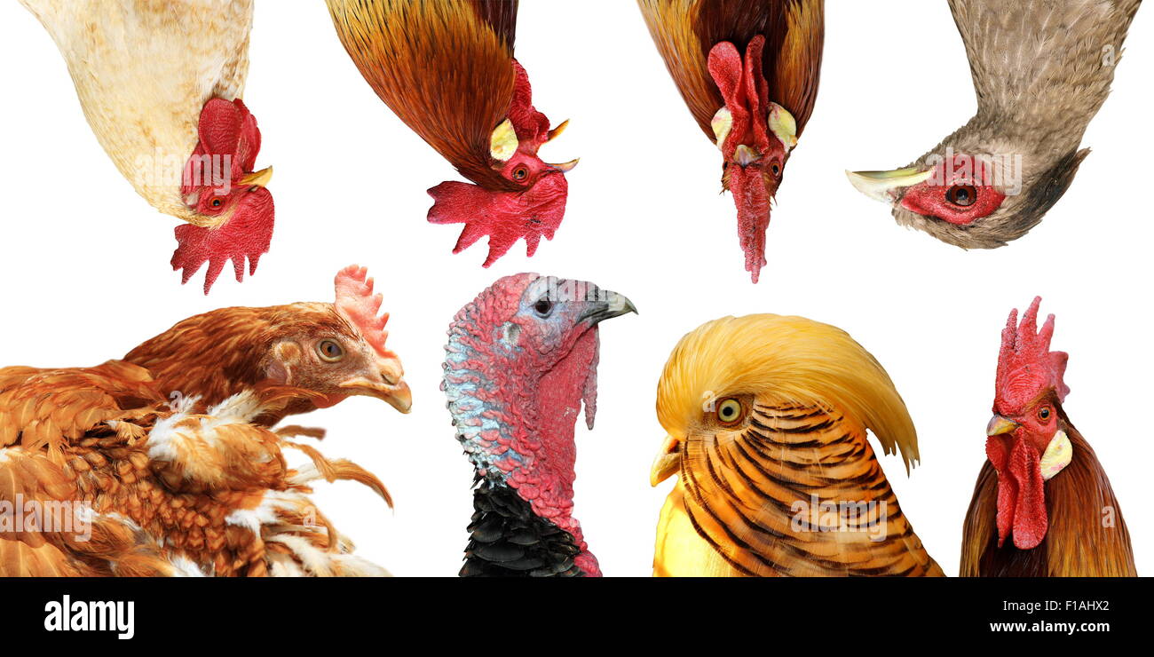 collection of poultry portraits isolated over white background Stock ...