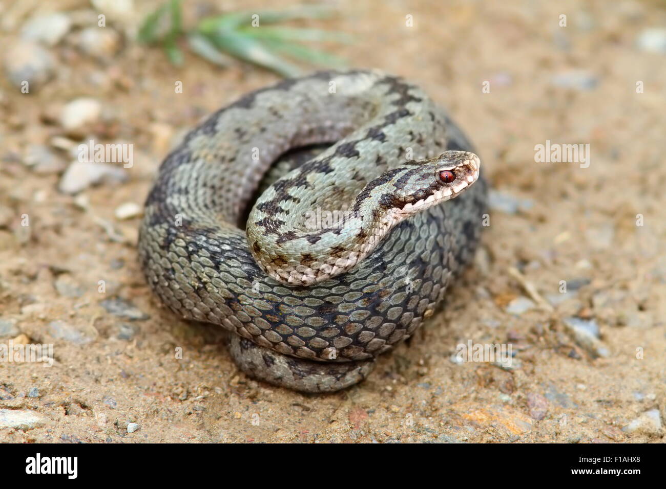 female common european adder ready to strike ( Vipera berus Stock Photo ...