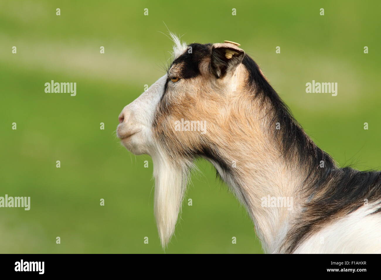 profile of domestic goat over green blurry background Stock Photo - Alamy