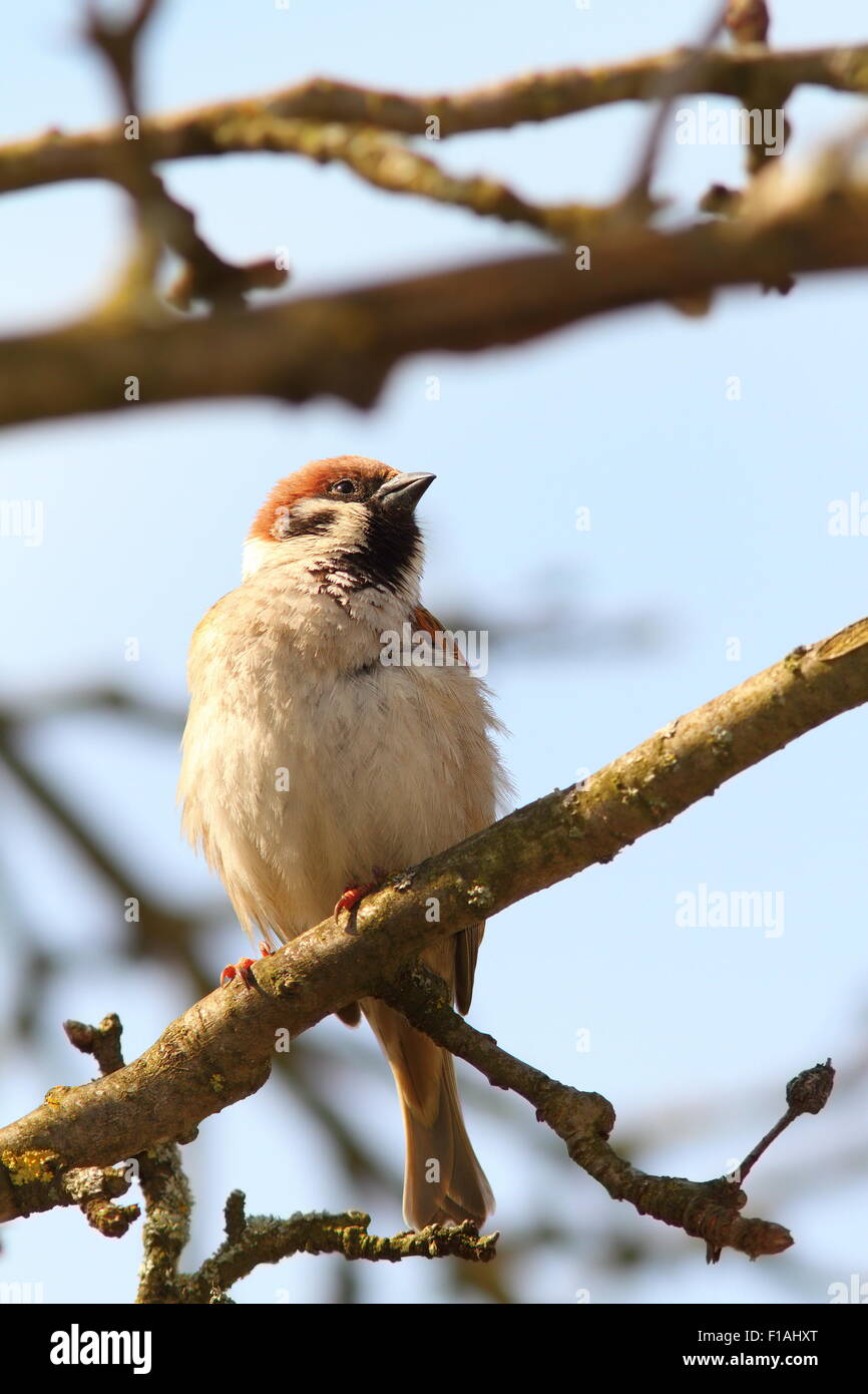 House sparrow male proud hi-res stock photography and images - Alamy