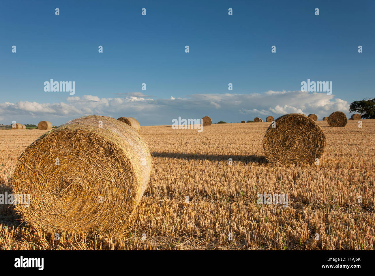 Long wheat straw hi-res stock photography and images - Alamy