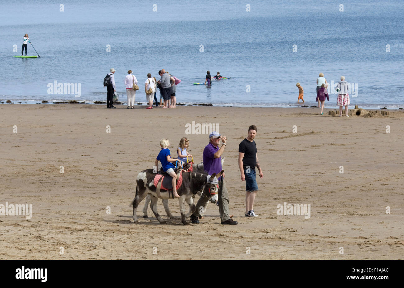 Equus africanus asinus Donkey rides on the beach traditional English ...