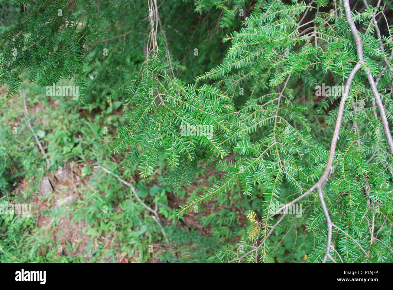 A closeup of a pine tree branch Stock Photo - Alamy