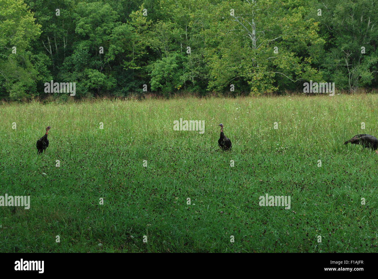 Three wild turkeys with a wooded forest background Stock Photo - Alamy