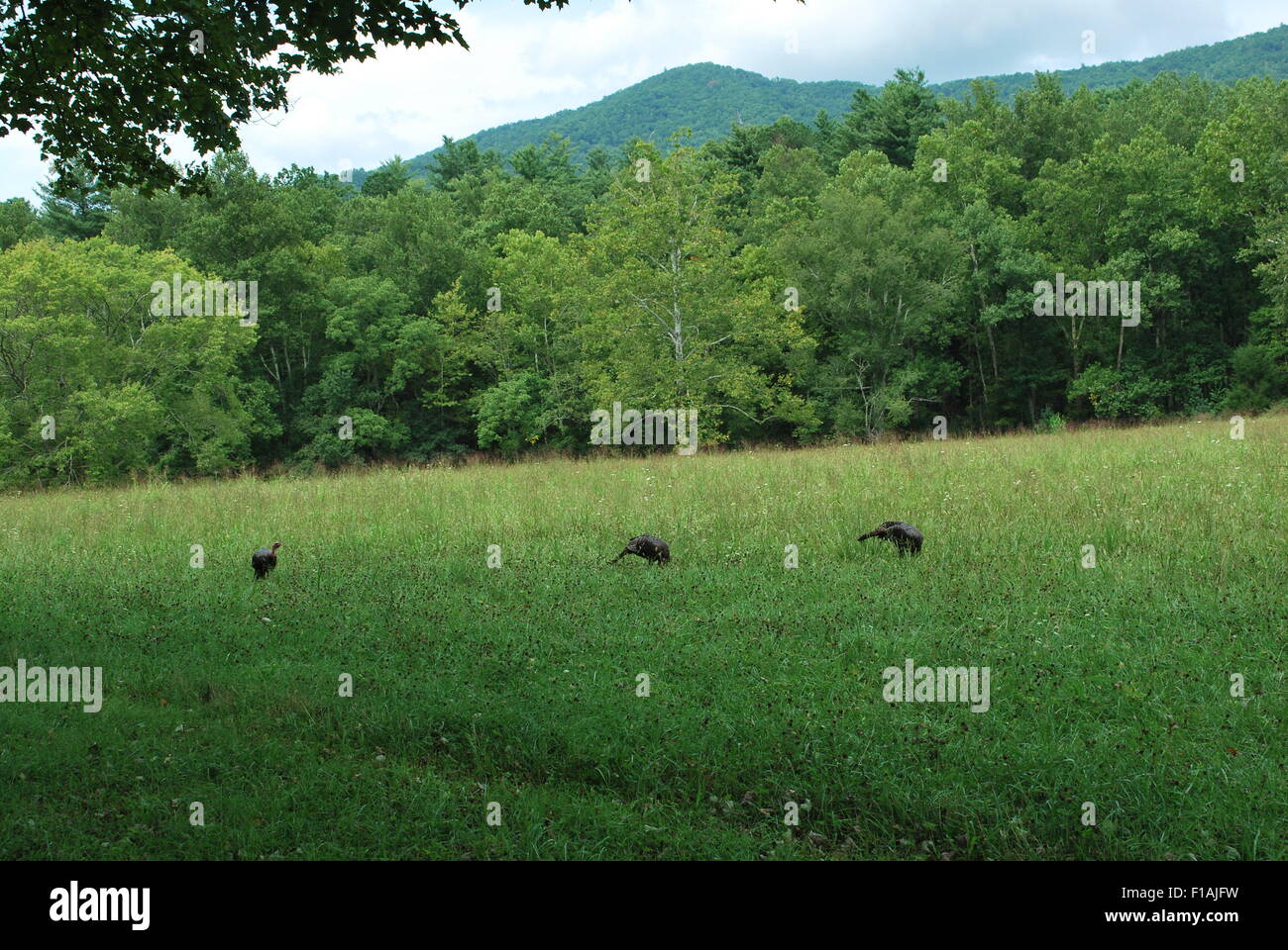 Three wild turkeys with mountain landscape background Stock Photo - Alamy