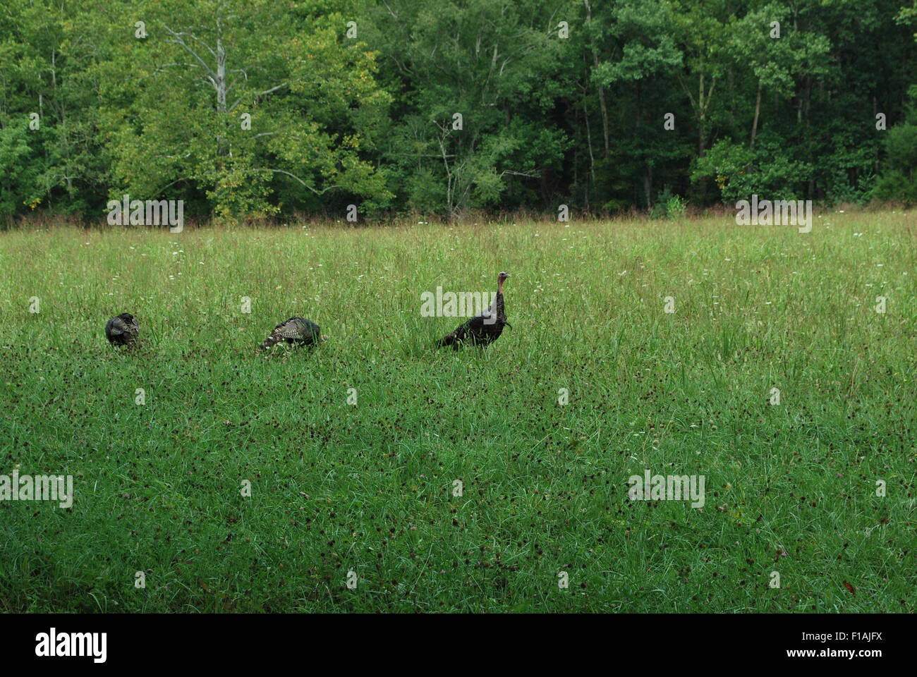 Three wild turkeys with a wooden forest background Stock Photo - Alamy