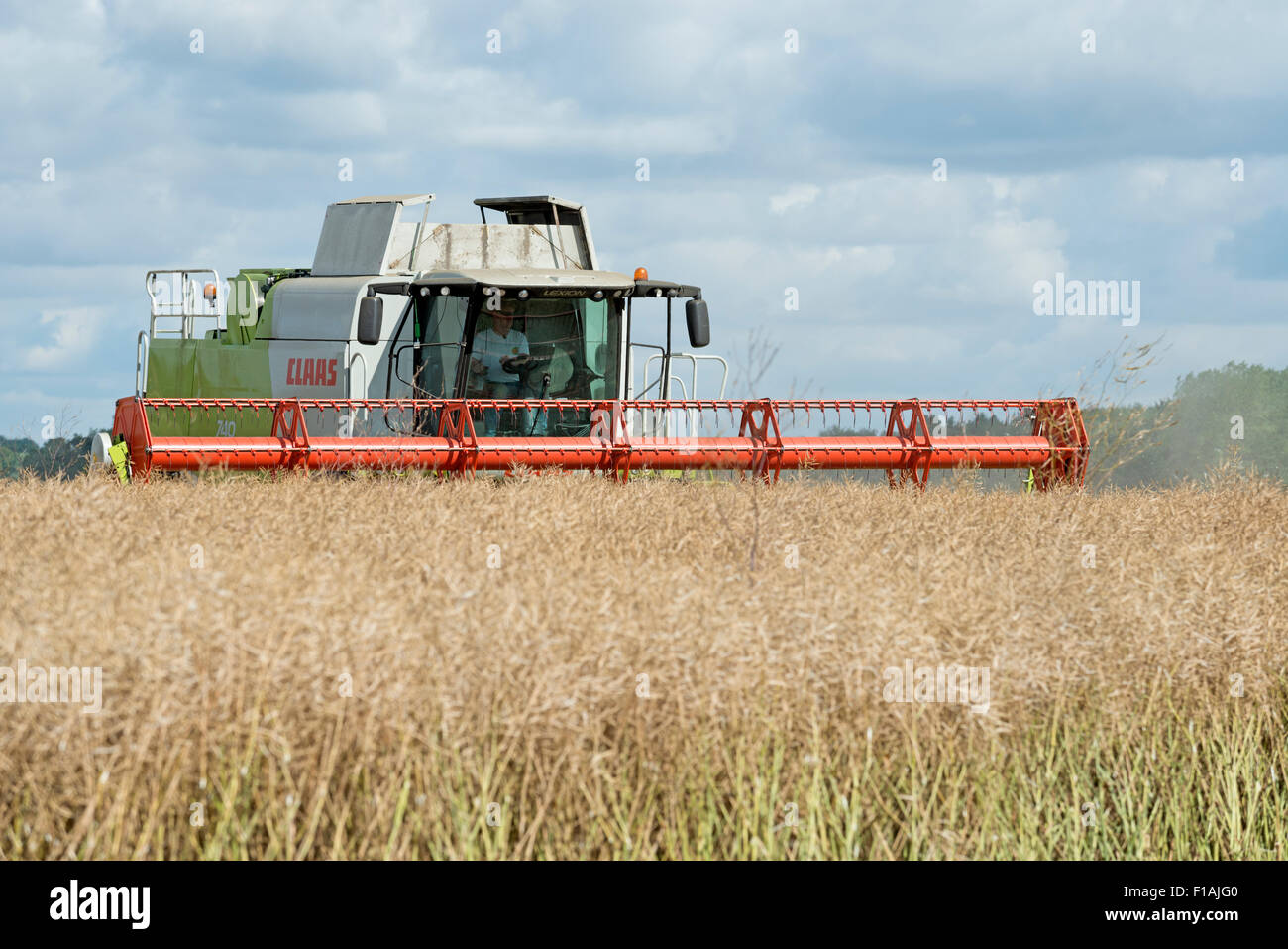 Claas Lexion 740 combine harvester cutting oil seed rape for biogas ...