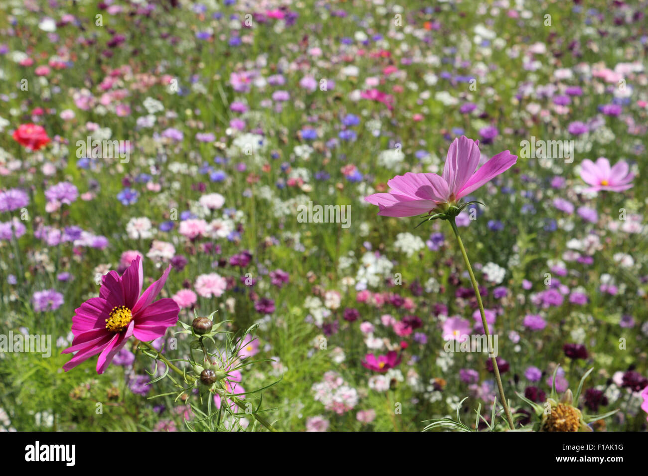 Summer surrey flowers hi-res stock photography and images - Alamy