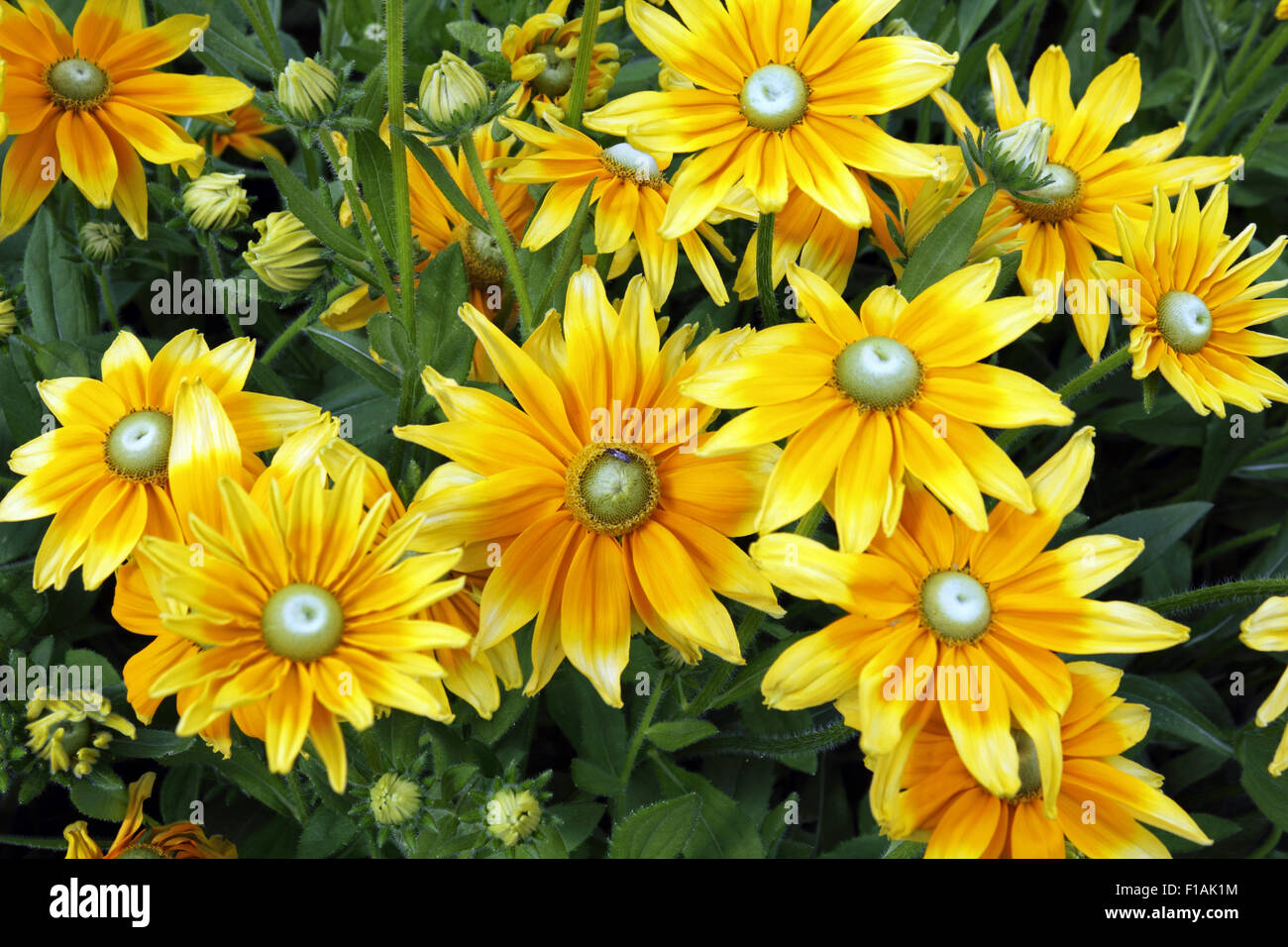 Summer surrey flowers hi-res stock photography and images - Alamy