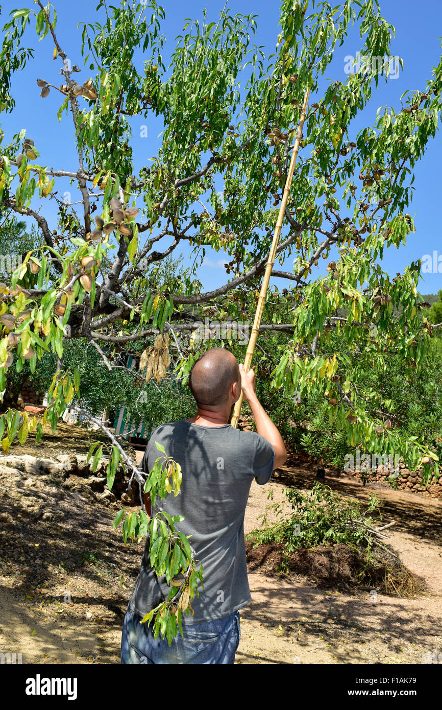 closeup of a young caucasian man hitting with a stick the branches of ...