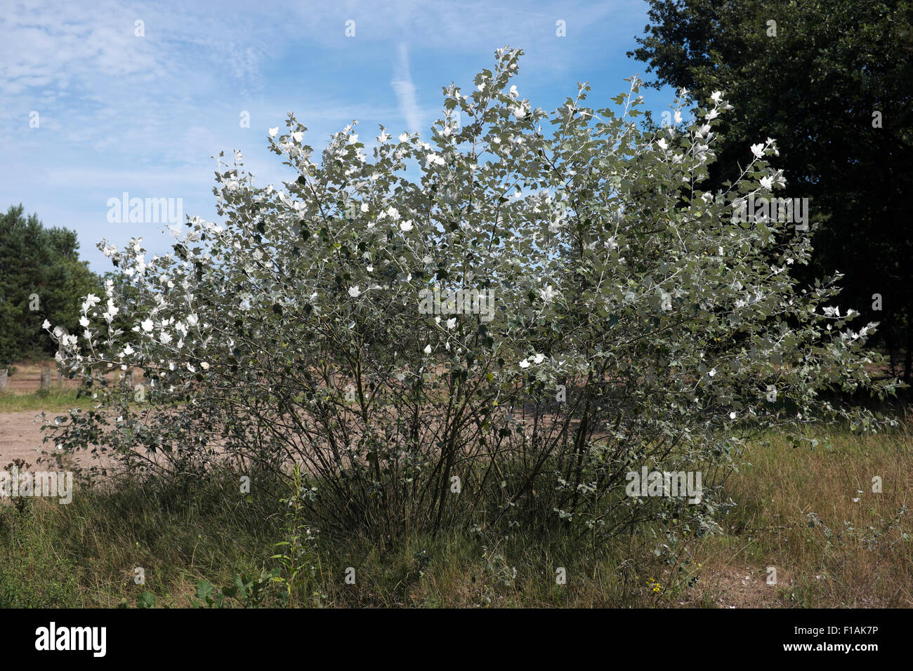 Tree with silver leaves hi-res stock photography and images - Alamy