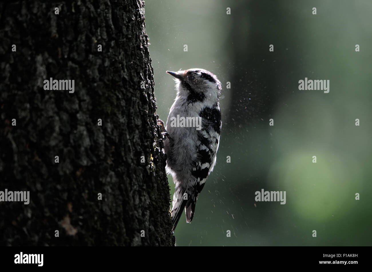 Lesser Spotted Woodpecker pecks a tree Stock Photo - Alamy