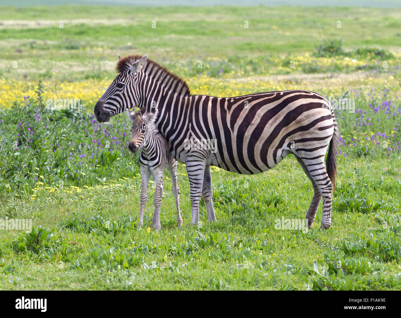 Zebra flowers hi-res stock photography and images - Alamy