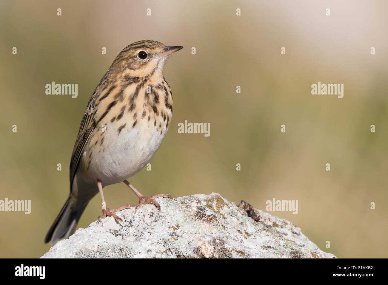 Tree pipit bird hi-res stock photography and images - Alamy