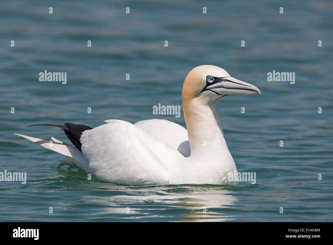 The northern gannet (Morus bassanus Stock Photo - Alamy