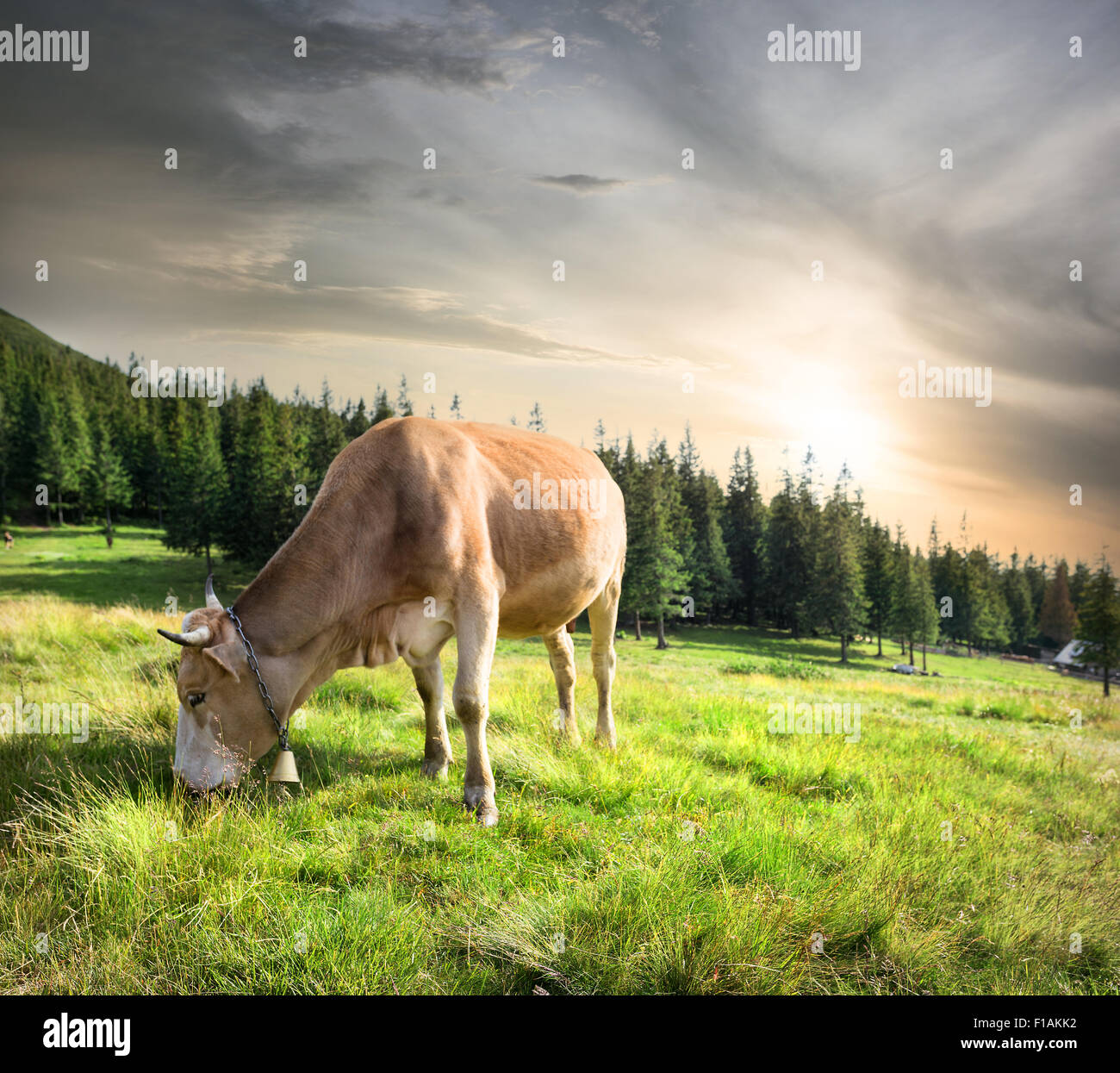 Beige cow on pasture at sunset sky Stock Photo - Alamy