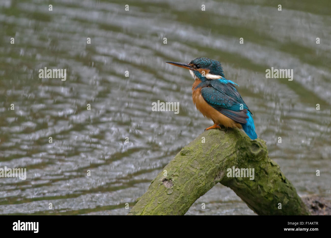 Kingfisher alcedo atthis adult female hi-res stock photography and ...