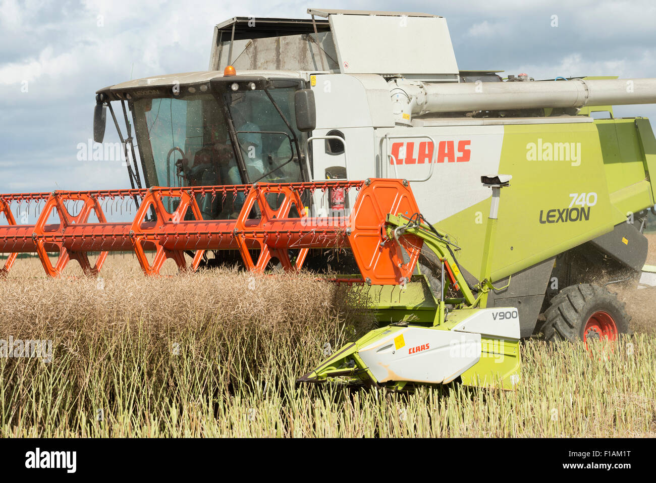 Claas Lexion 740 combine harvester cutting oil seed rape for biogas ...