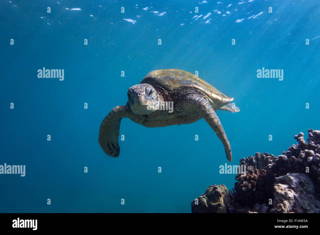 Freediving turtle hi-res stock photography and images - Alamy