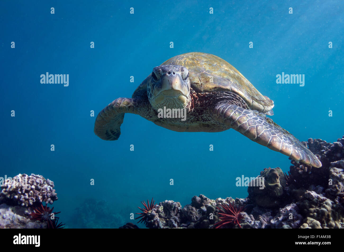 Turtle Head On Stock Photo - Alamy