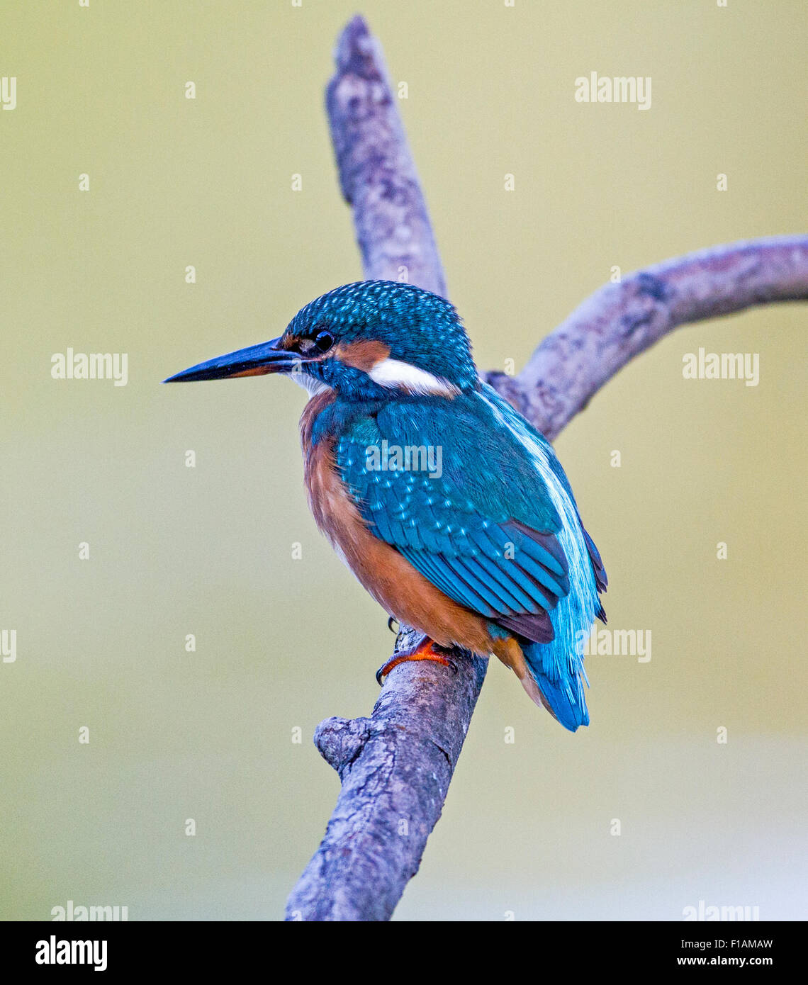 Bright coloured insects hi-res stock photography and images - Alamy