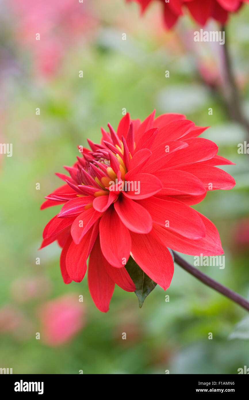 Red Dahlia flower Stock Photo - Alamy