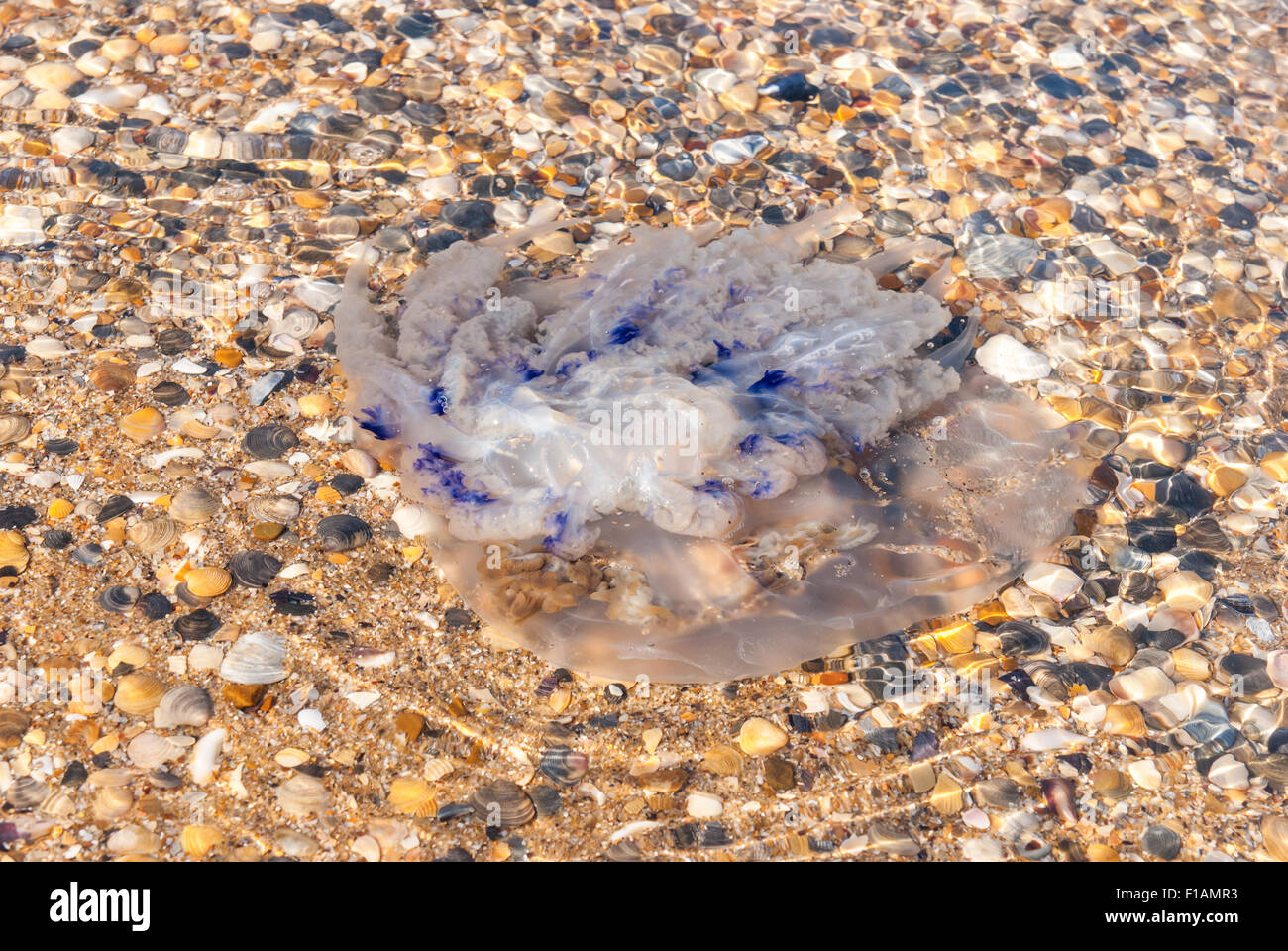 Large jellyfish (Rhizostomae) lies on the shore of a beach Stock Photo ...