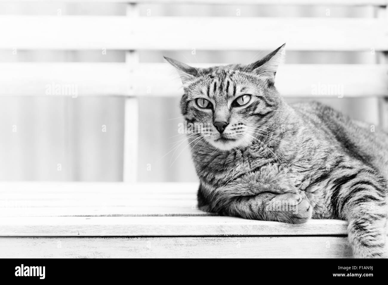 Cat on a bench hi-res stock photography and images - Alamy