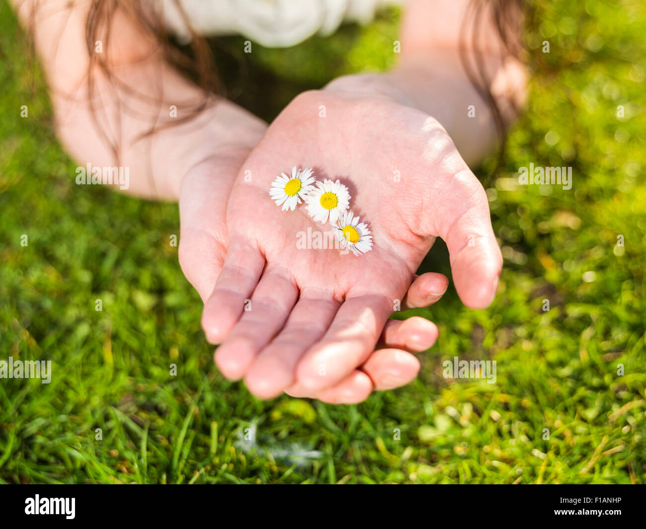 Hand daisy hi-res stock photography and images - Alamy