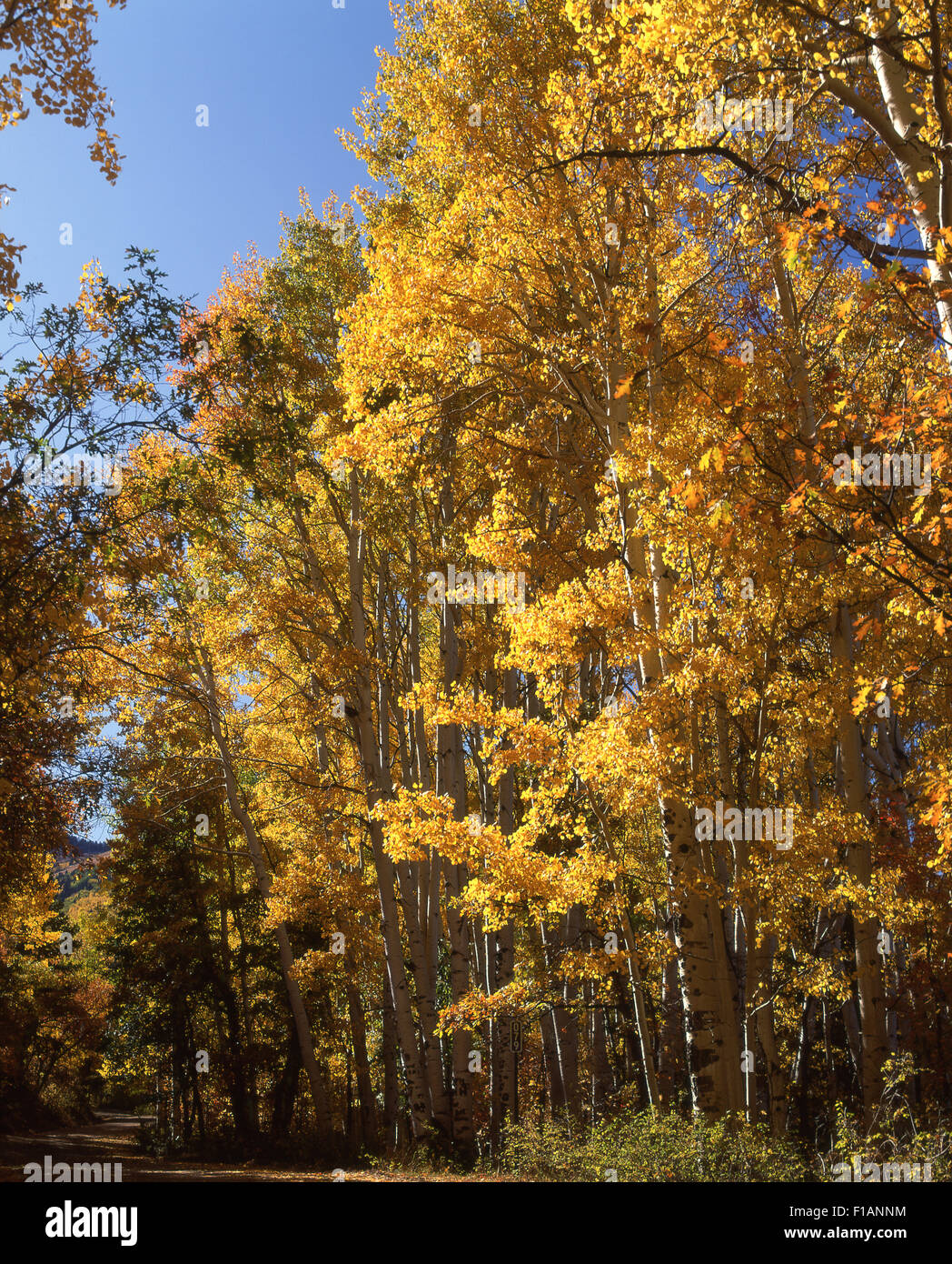 Aspens colors hi-res stock photography and images - Alamy