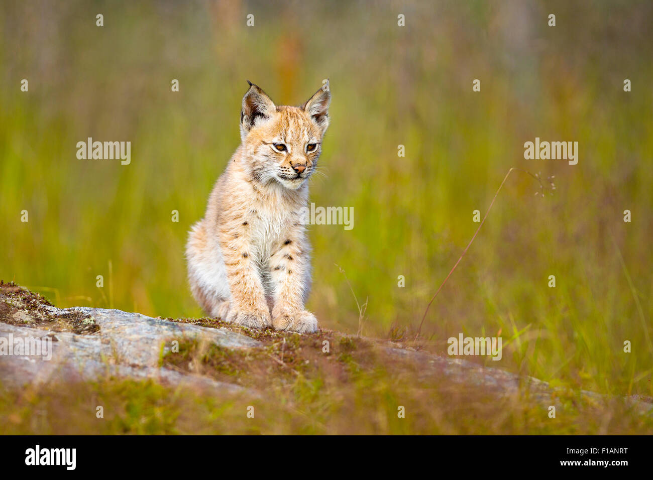 Cute lynx cub sits in meadow Stock Photo - Alamy