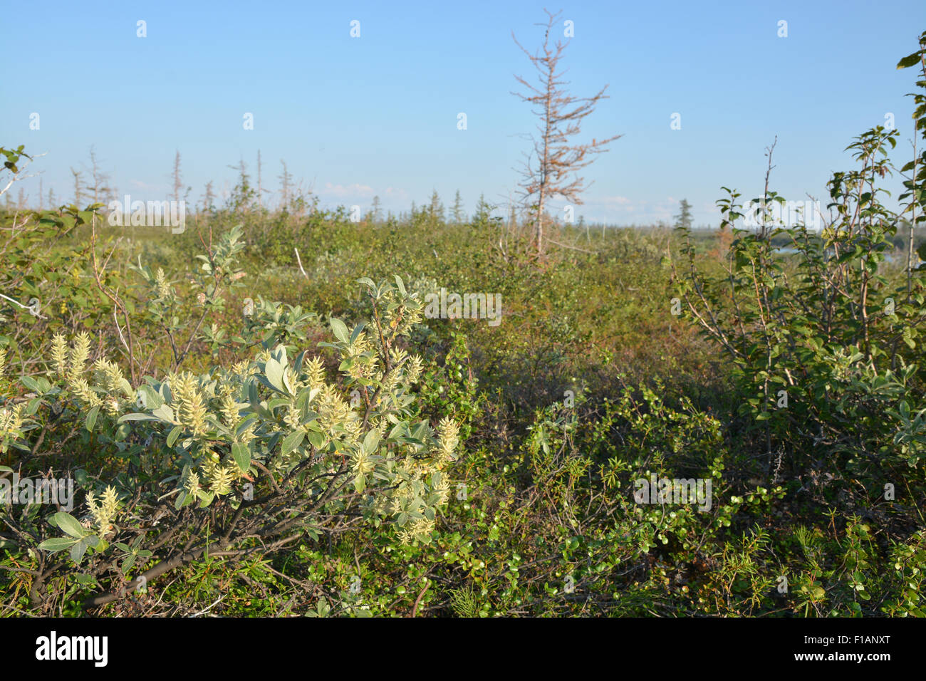 Tundra on the Taimyr Peninsula. Foothill forest tundra in the Western ...