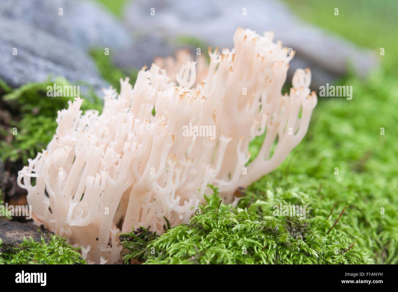 Clavulina Stock Photos & Clavulina Stock Images - Alamy