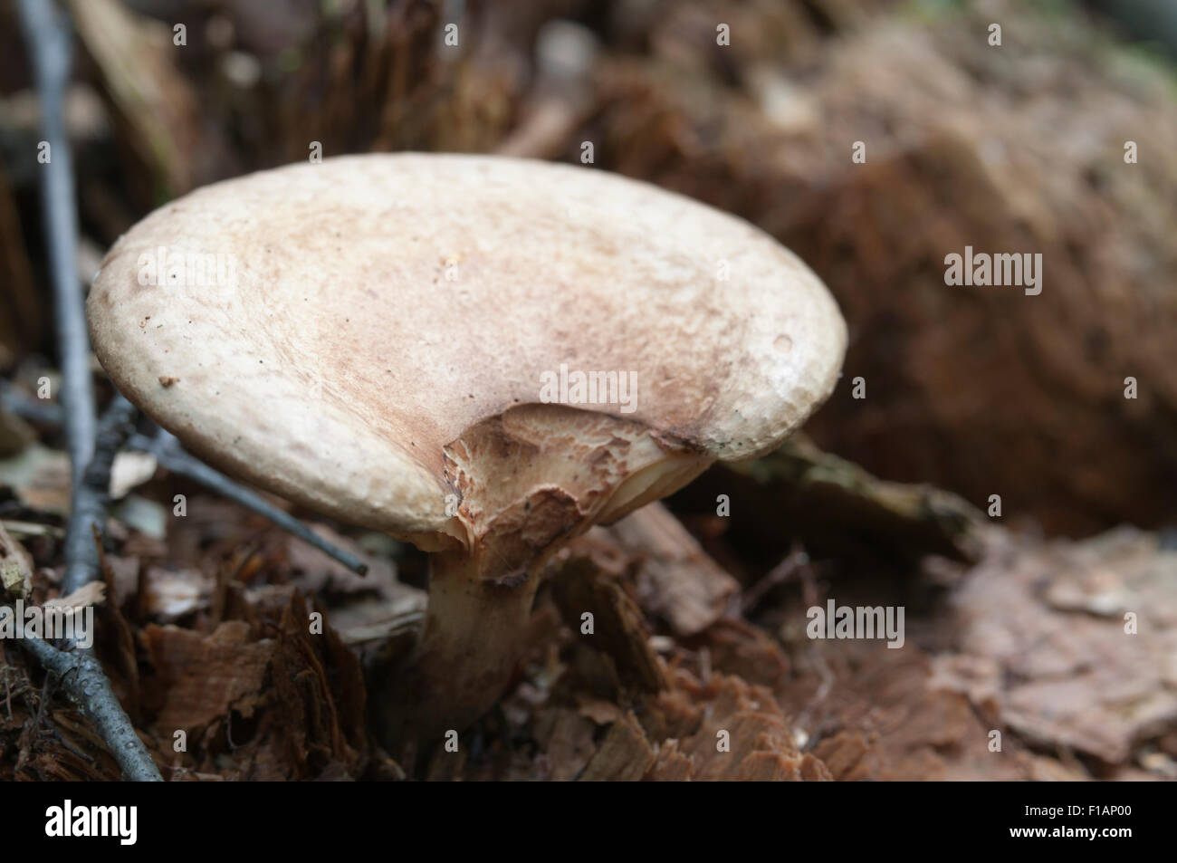 Paxillus mushroom on an old stump Stock Photo - Alamy