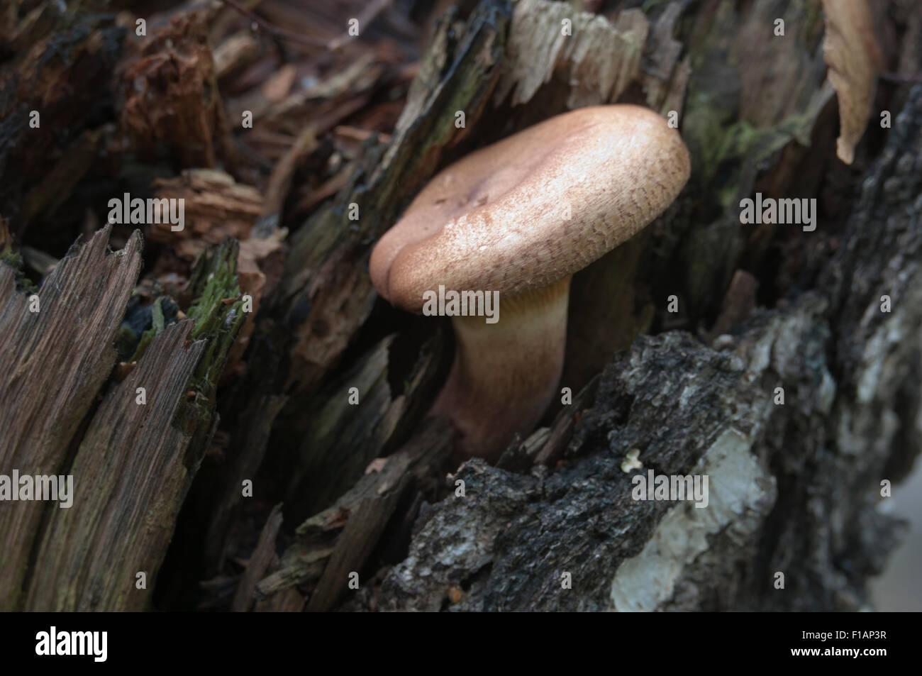 Paxillus mushroom on an old stump Stock Photo - Alamy