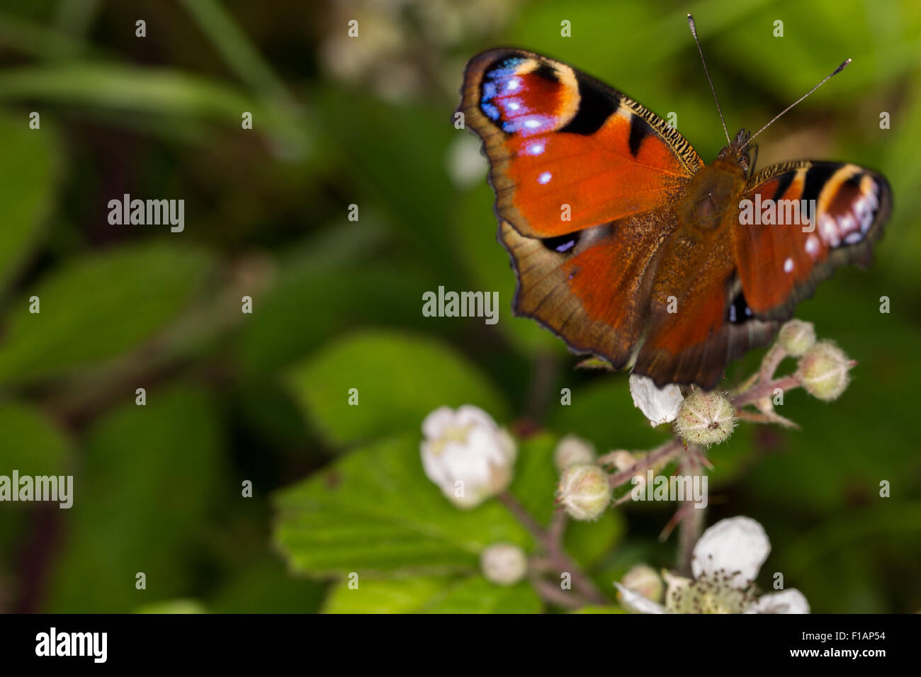 Bramble butterfly hi-res stock photography and images - Alamy
