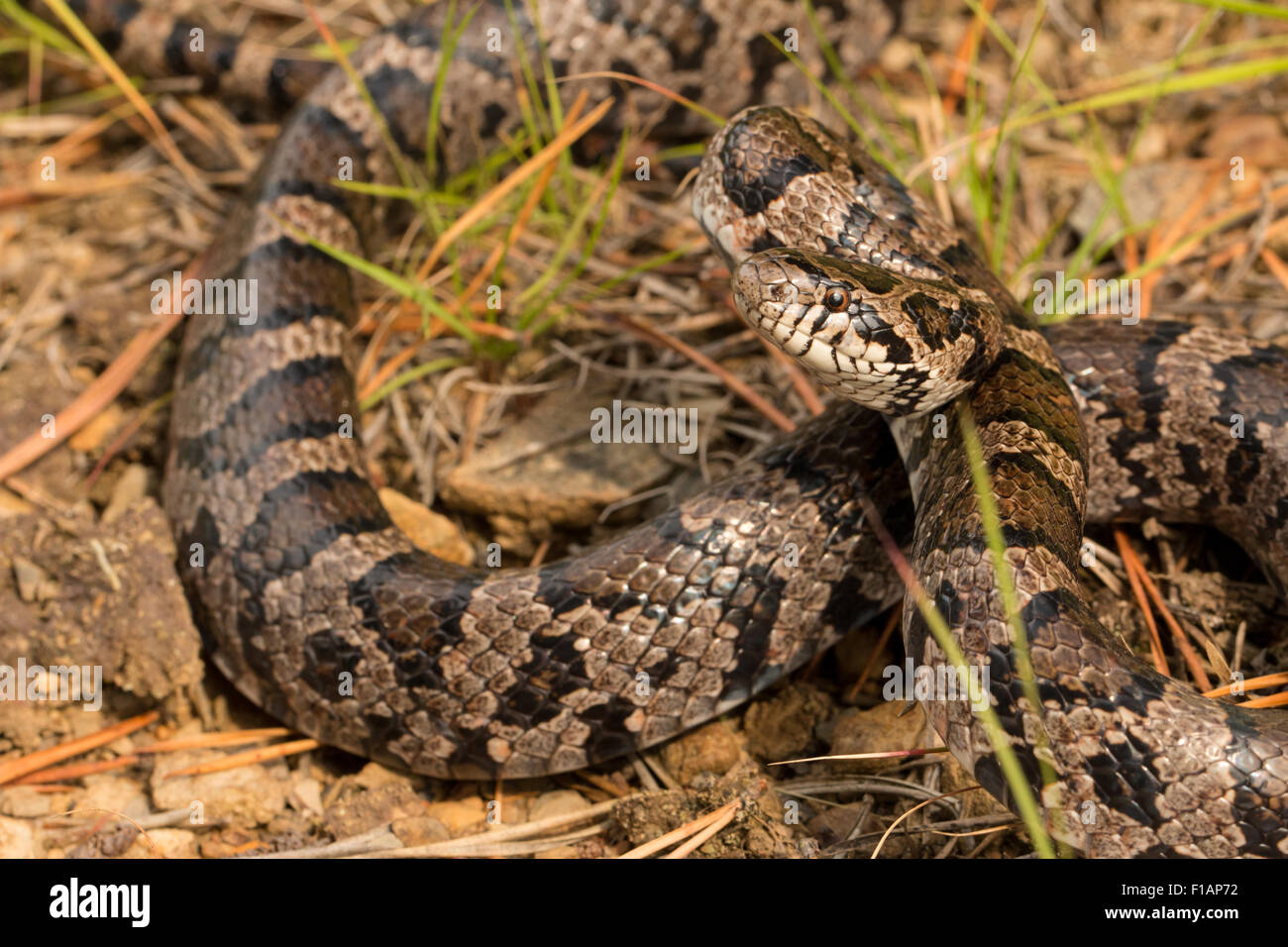 Eastern milk snake - Lampropeltis triangulum Stock Photo - Alamy