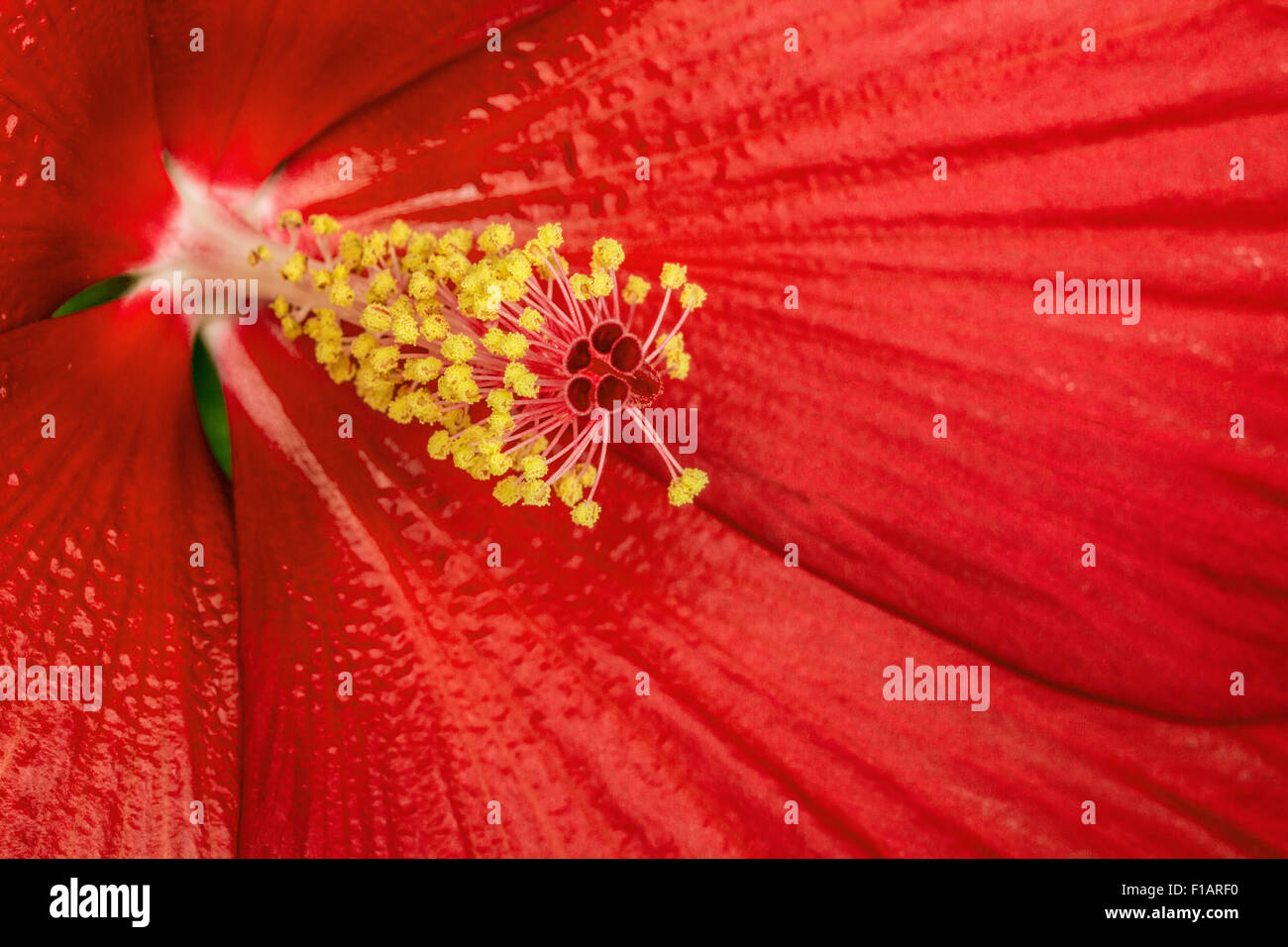 Red hybiscus flower head hi-res stock photography and images - Alamy