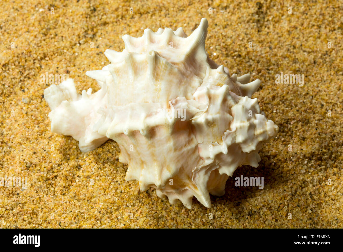 Lovely sea shells on sand in summer Stock Photo - Alamy