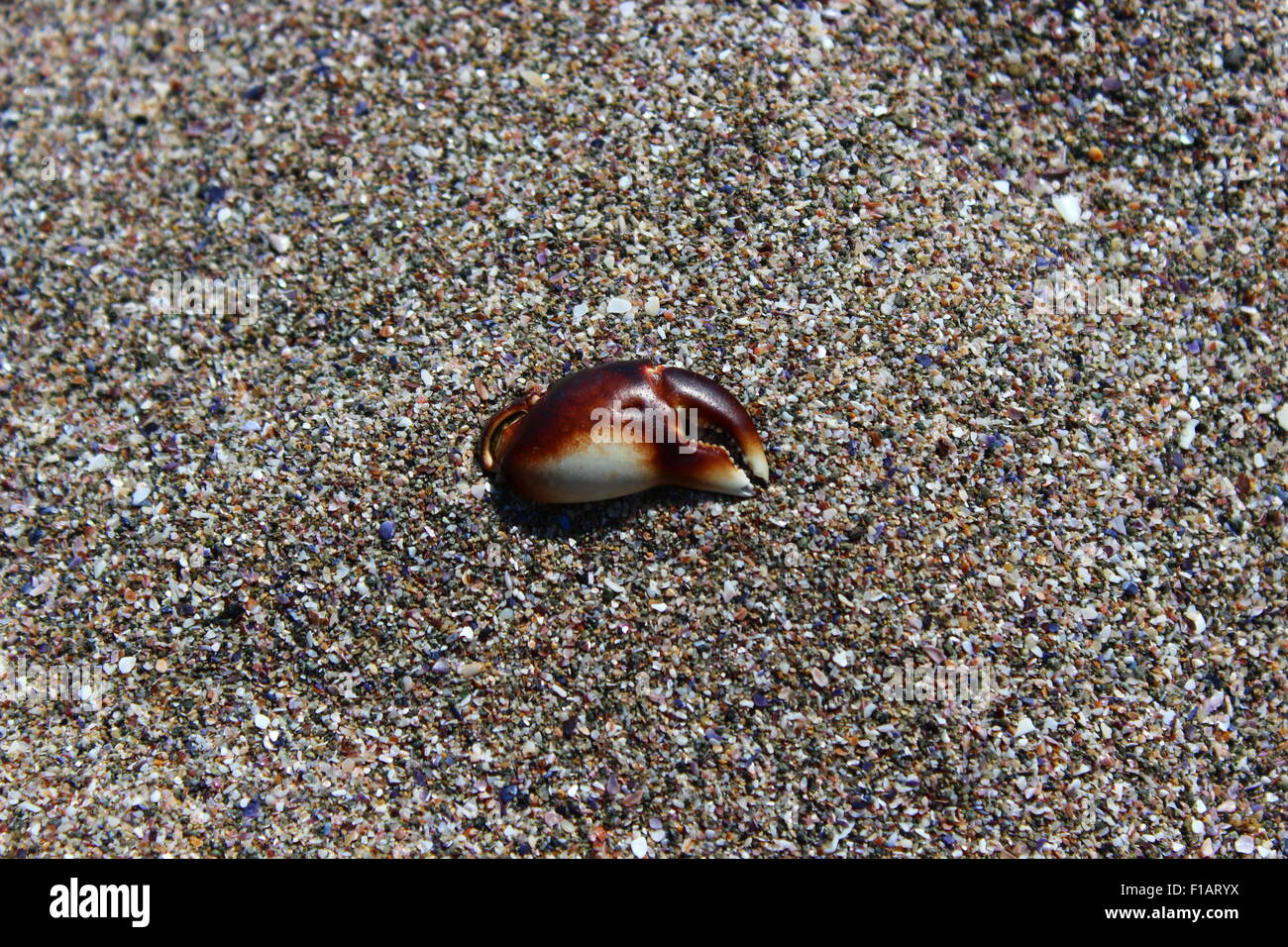 Crab with pincers hi-res stock photography and images - Alamy