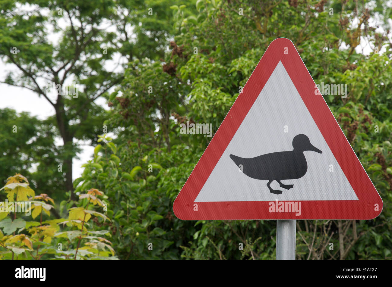 Warning ducks crossing uk road sign hi-res stock photography and images ...