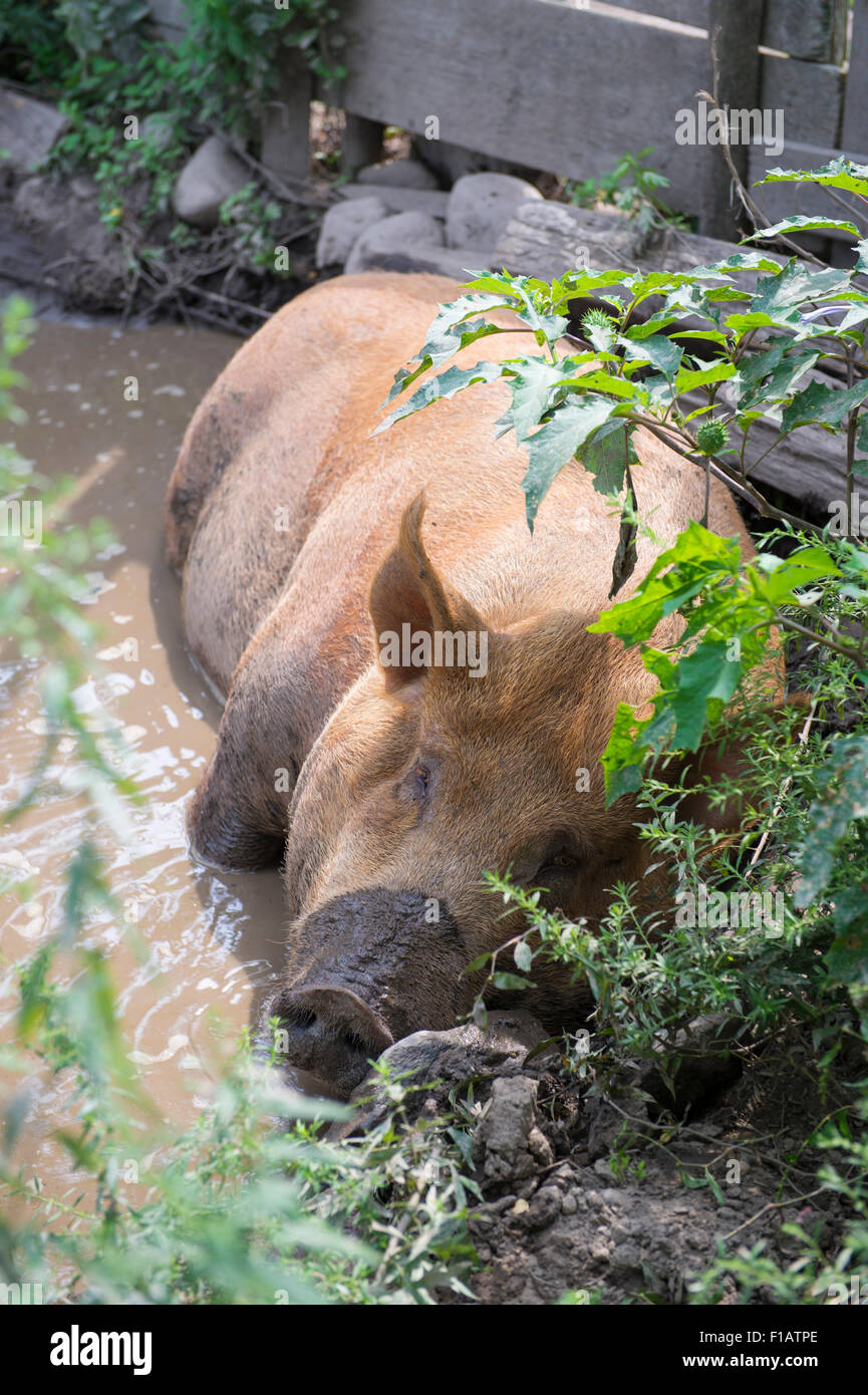 Pig farming ponds hi-res stock photography and images - Alamy