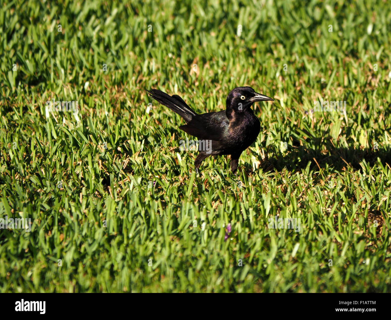 Iridescent plumage hi-res stock photography and images - Alamy