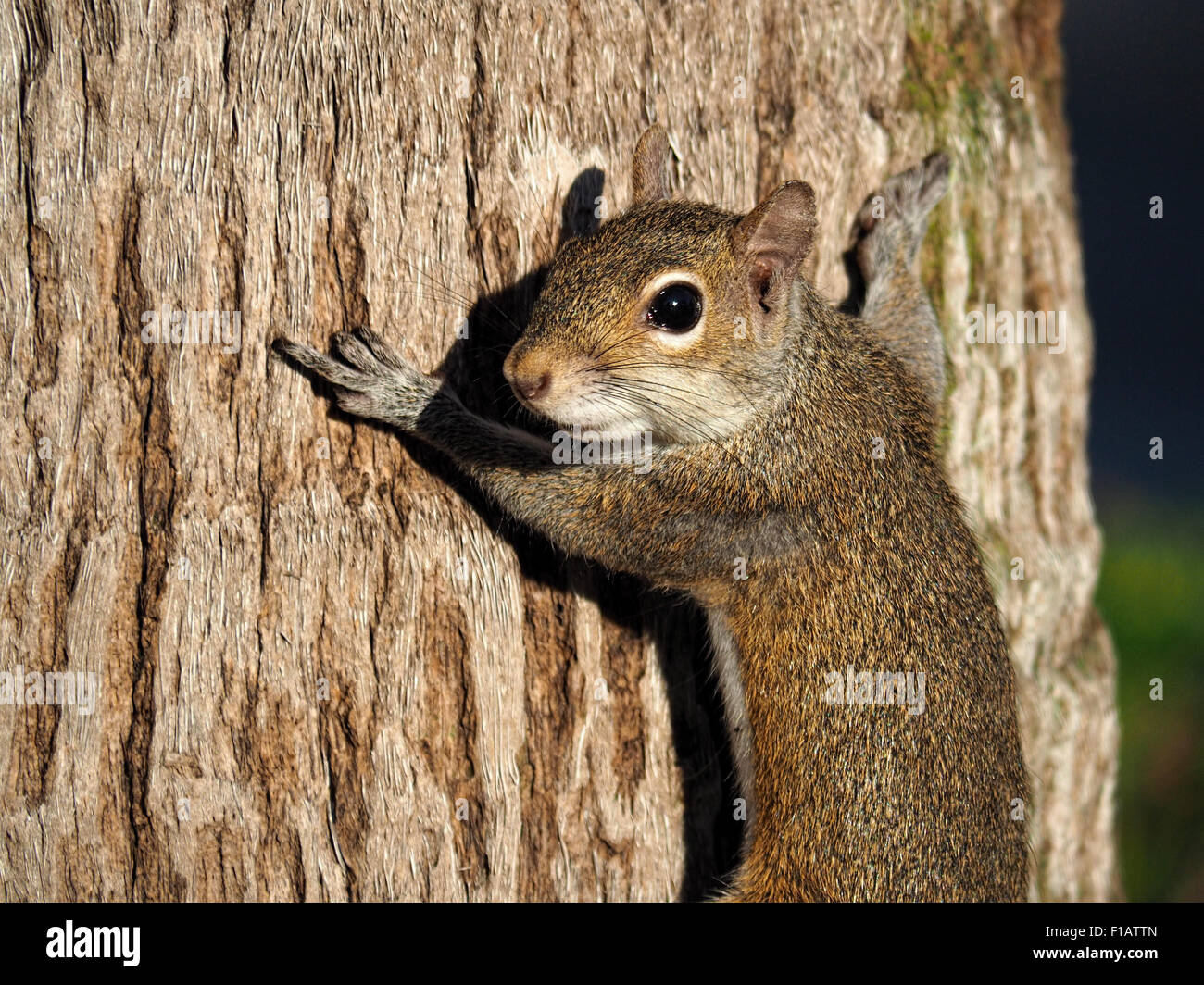 Eastern Grey Squirrel, front paws stretched wide, appearing to hug the ...