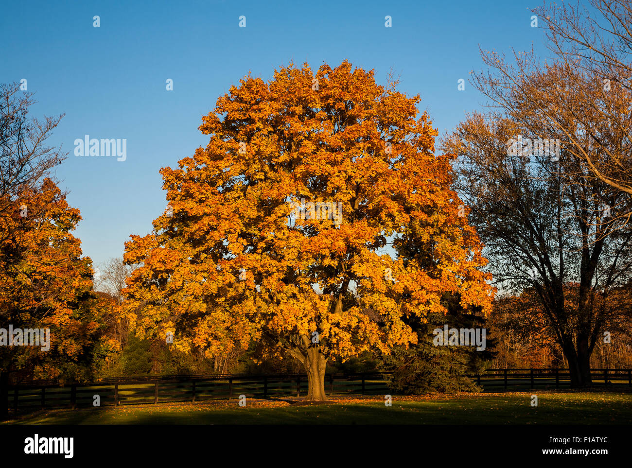 Colorful autumn landscape, Maple trees and blue sky in Rutland, Vermont ...