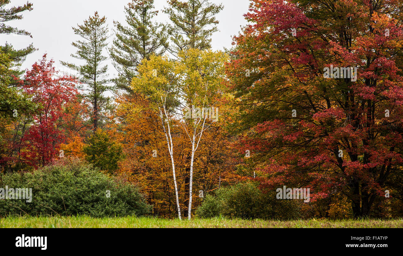 Birch Maple Trees Fall Autumn Colour High Resolution Stock Photography ...