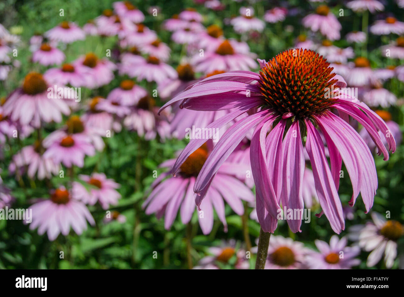Coneflower in summer hi-res stock photography and images - Alamy